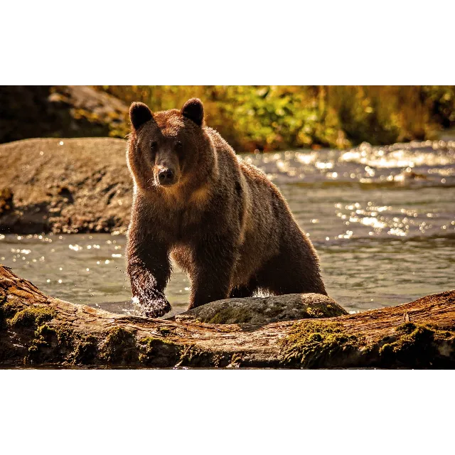 custom order 01 - Fallout 76 Game Item - Gameflip