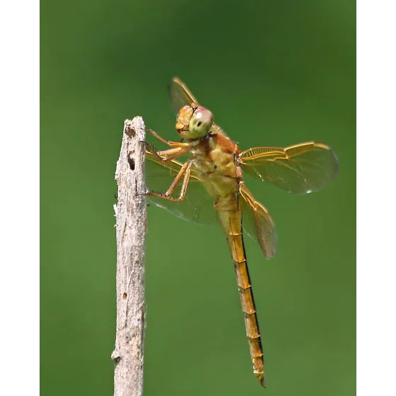DRAGONFLY GROW A GARDEN - Game Item - Gameflip